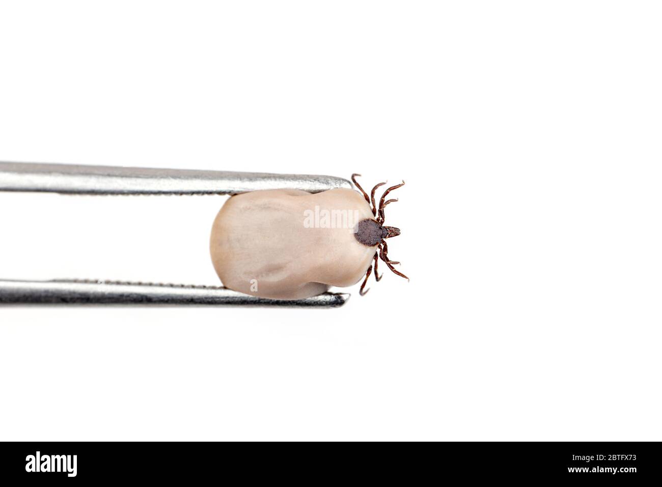 Tick (Ixodes ricinus) filled with blood, holded in tweezers isolated on ...