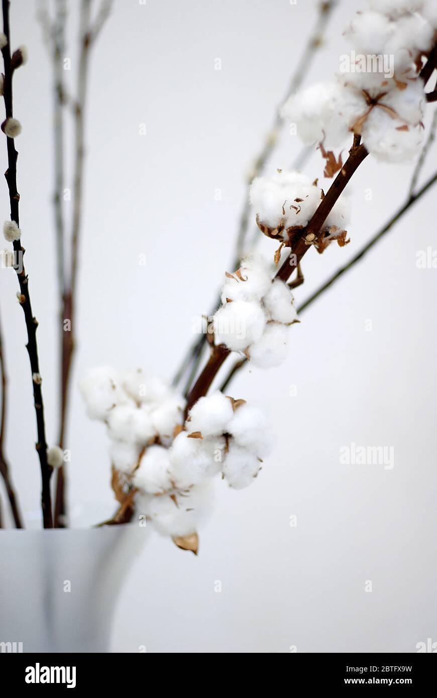 Organic cotton bush hi-res stock photography and images - Alamy