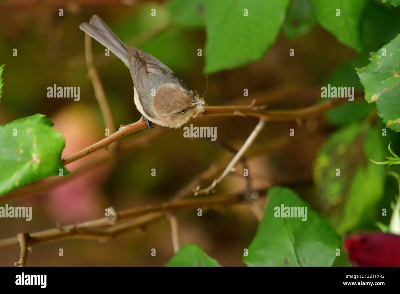 Bushtit hi-res stock photography and images - Alamy