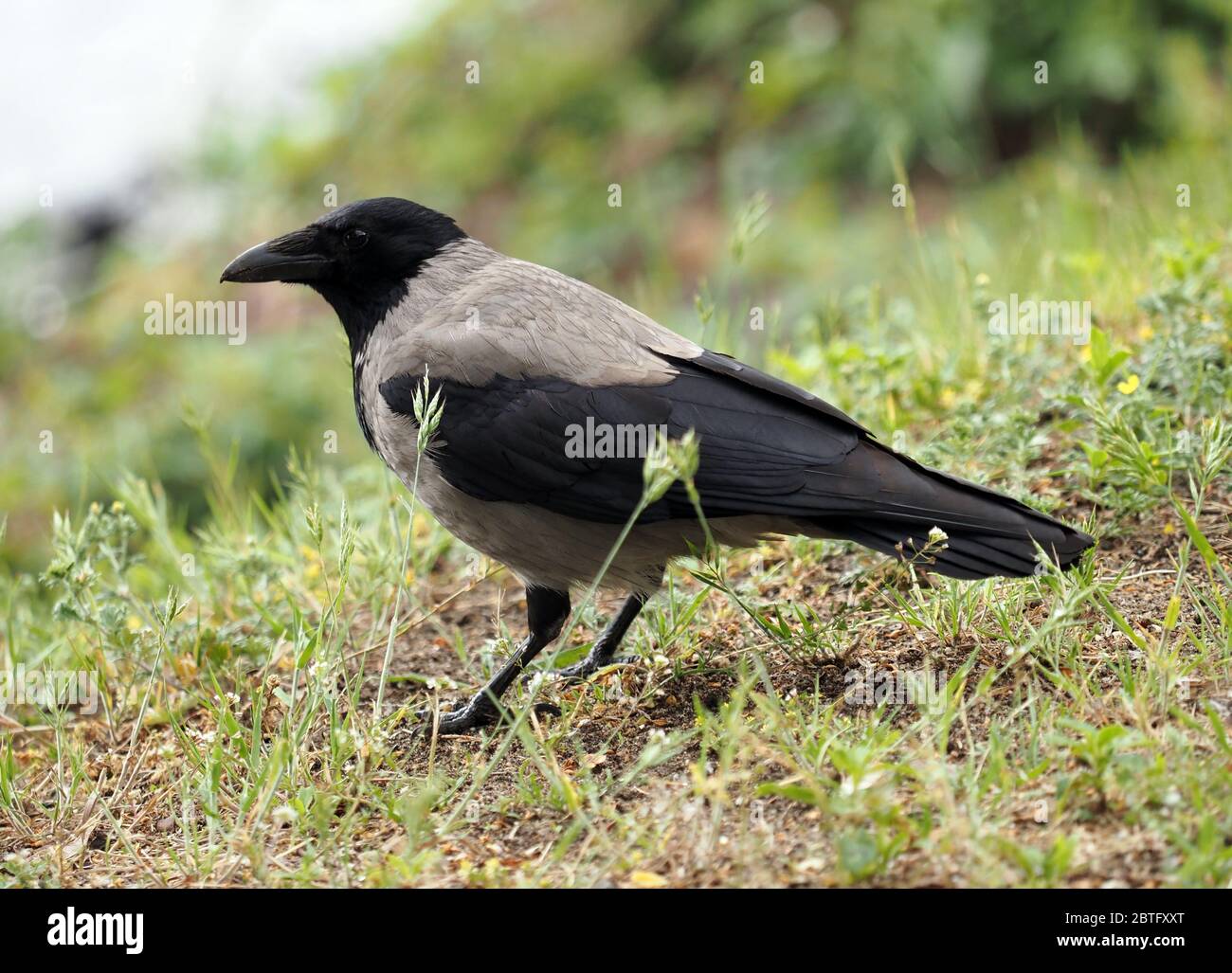 Potsdam, Germany. 25th May, 2020. A Hooded Crow sits in the park on a ...