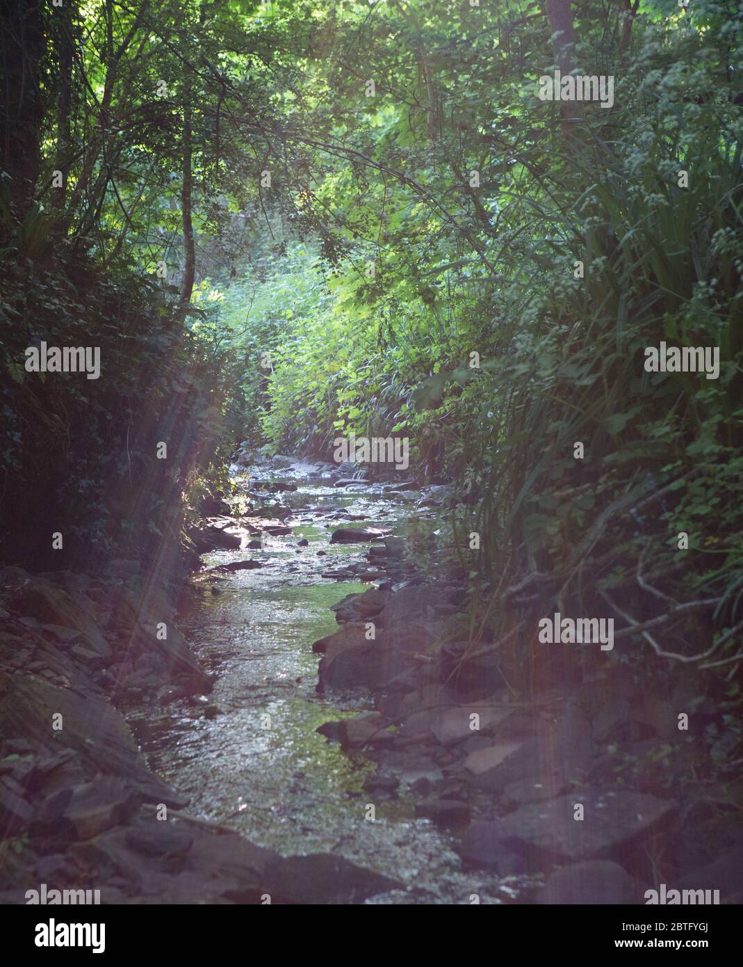 Rays of sunlight over a small stream on a summer evening in England ...