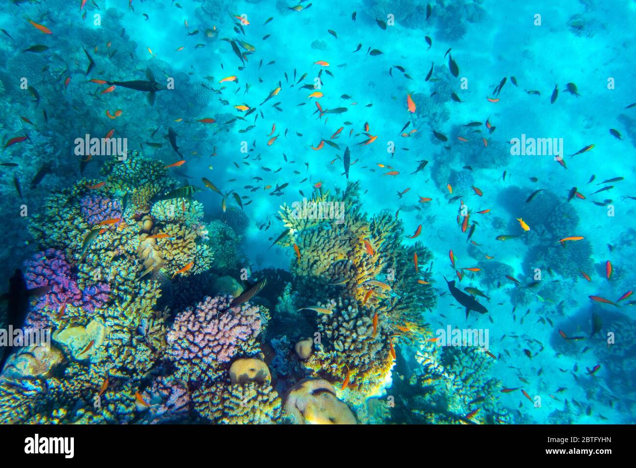 Tropical Fish on coral reef in Ras Mohammed national park, Egypt Stock ...