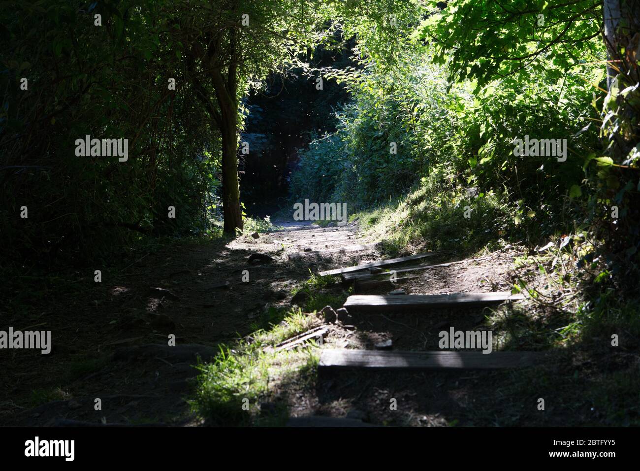 Stairs leading down a path in the woods, on a beautiful summer evening ...
