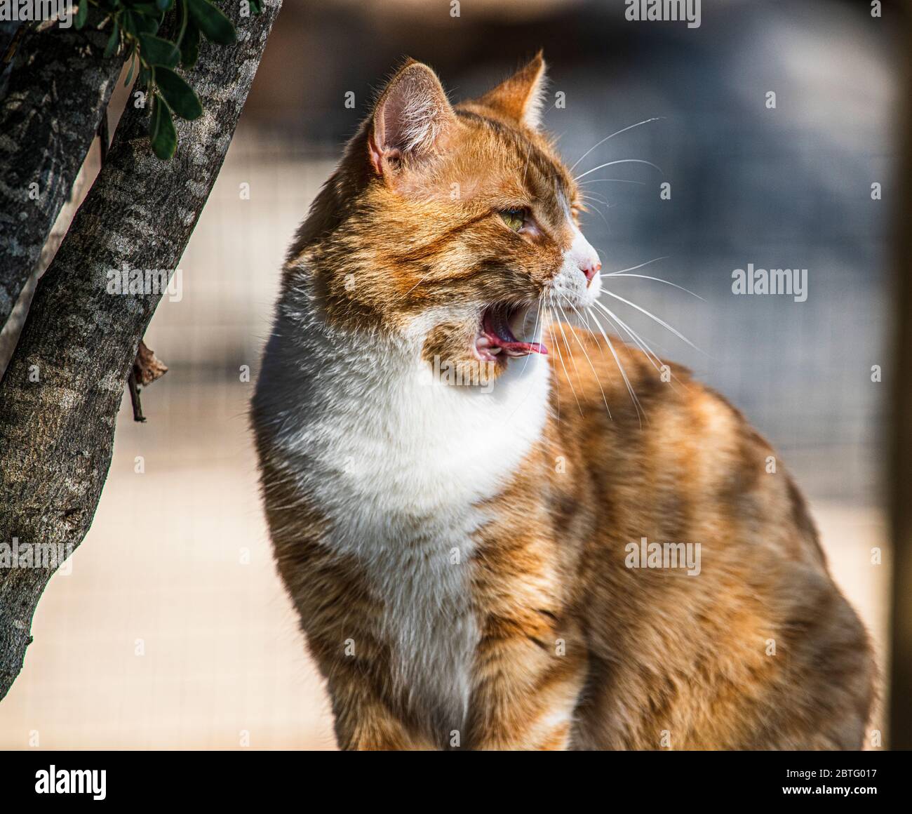 Portrait of a ginger tabby cat with green eyes white fur and stripes ...