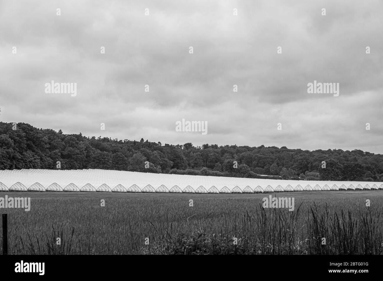 Greenhouse gardening greenhouses plant Black and White Stock Photos & Images - Alamy
