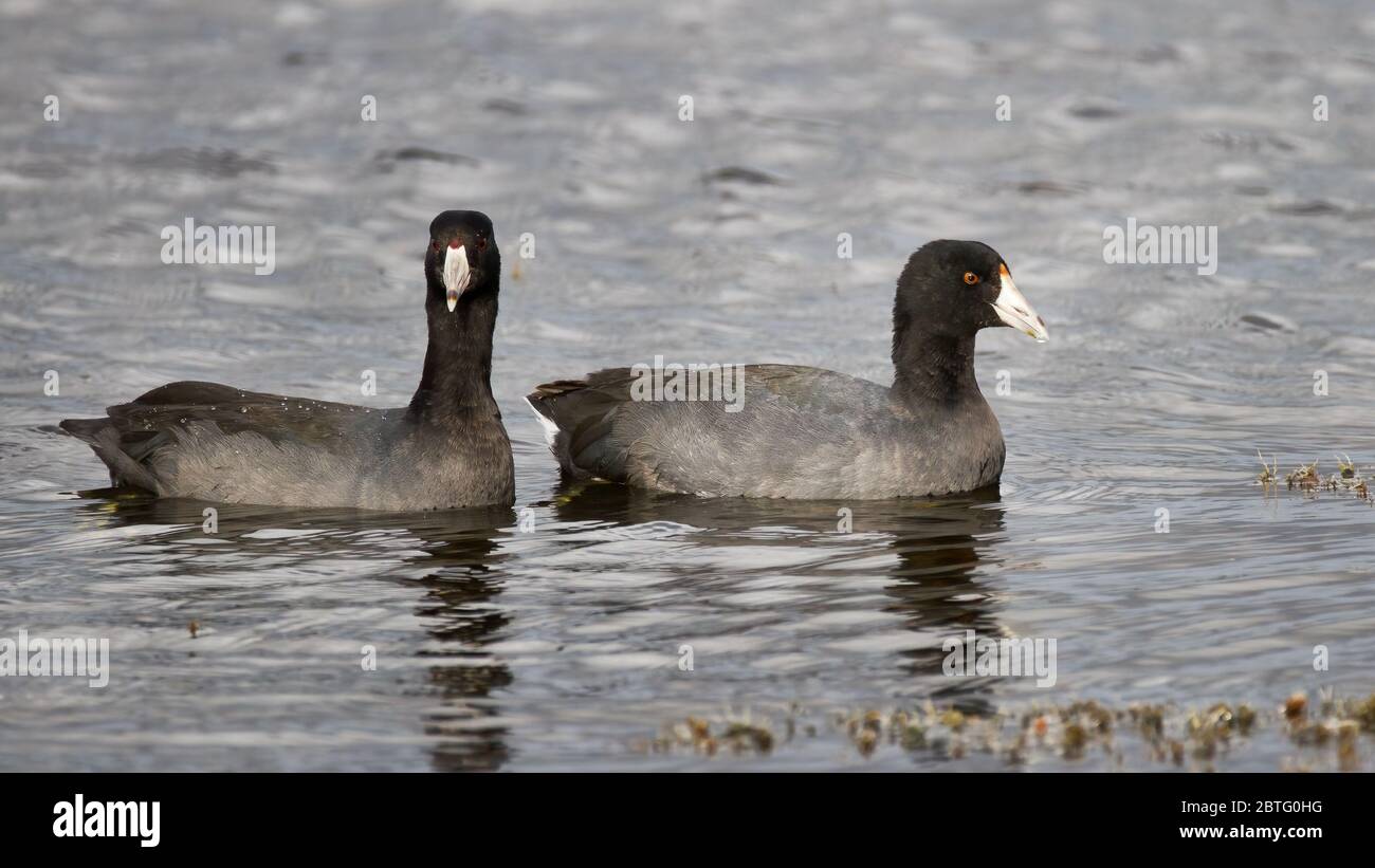 American Coots High Resolution Stock Photography and Images - Alamy