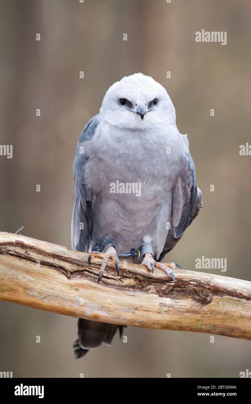 Bird wing kite hi-res stock photography and images - Alamy