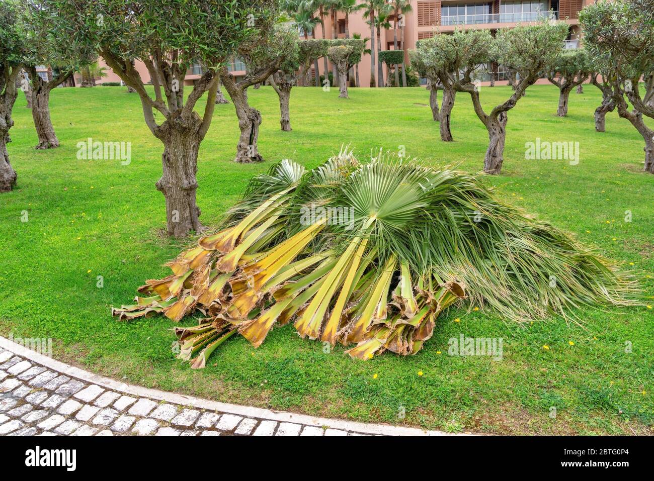 Cleaning Palm Leaves at William Fellows blog