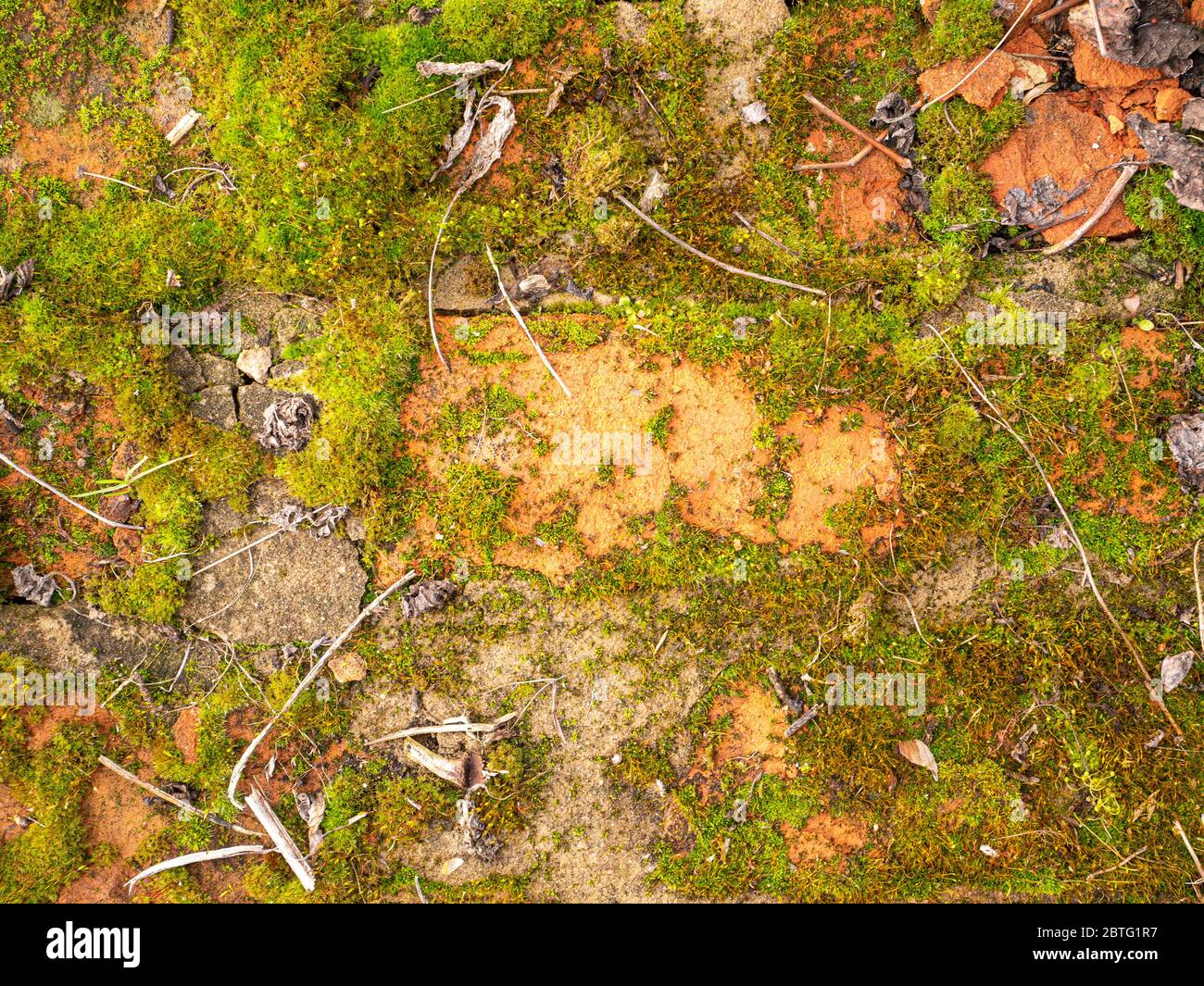Green moss overgrown on a brick wall Stock Photo - Alamy