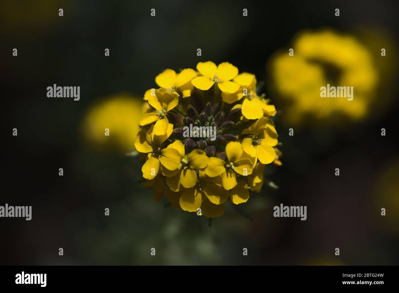 Yellow flower close-up isolated Stock Photo - Alamy