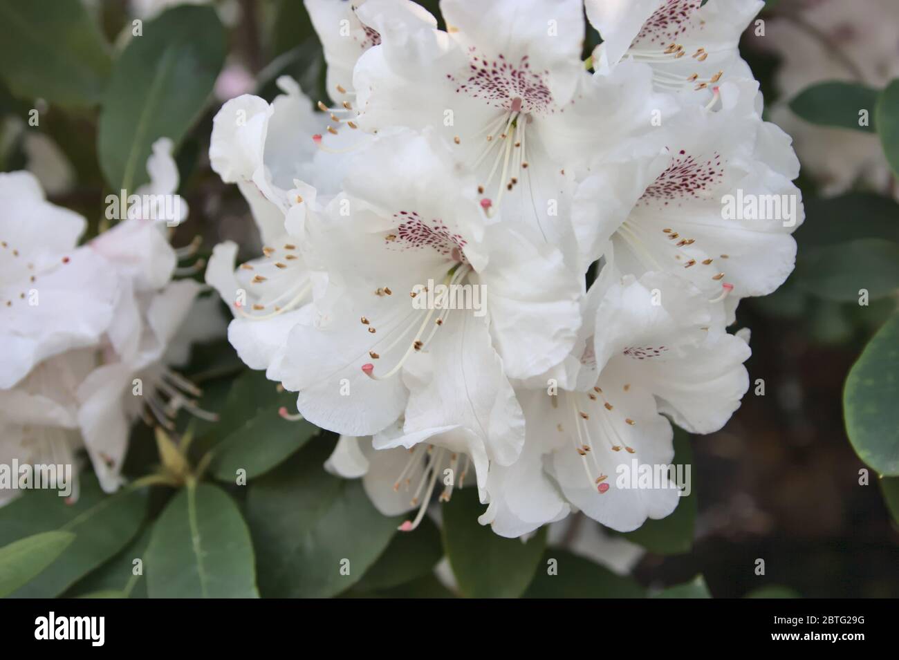 White flower closeup, ericaceae rhododendron Stock Photo - Alamy
