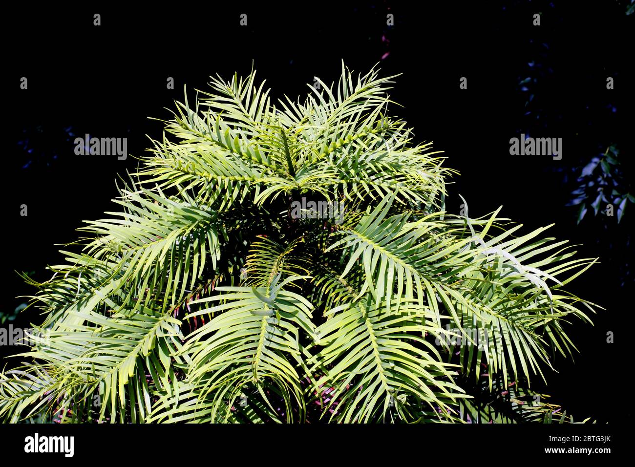 Wollemi Pine Tree Stock Photo - Alamy