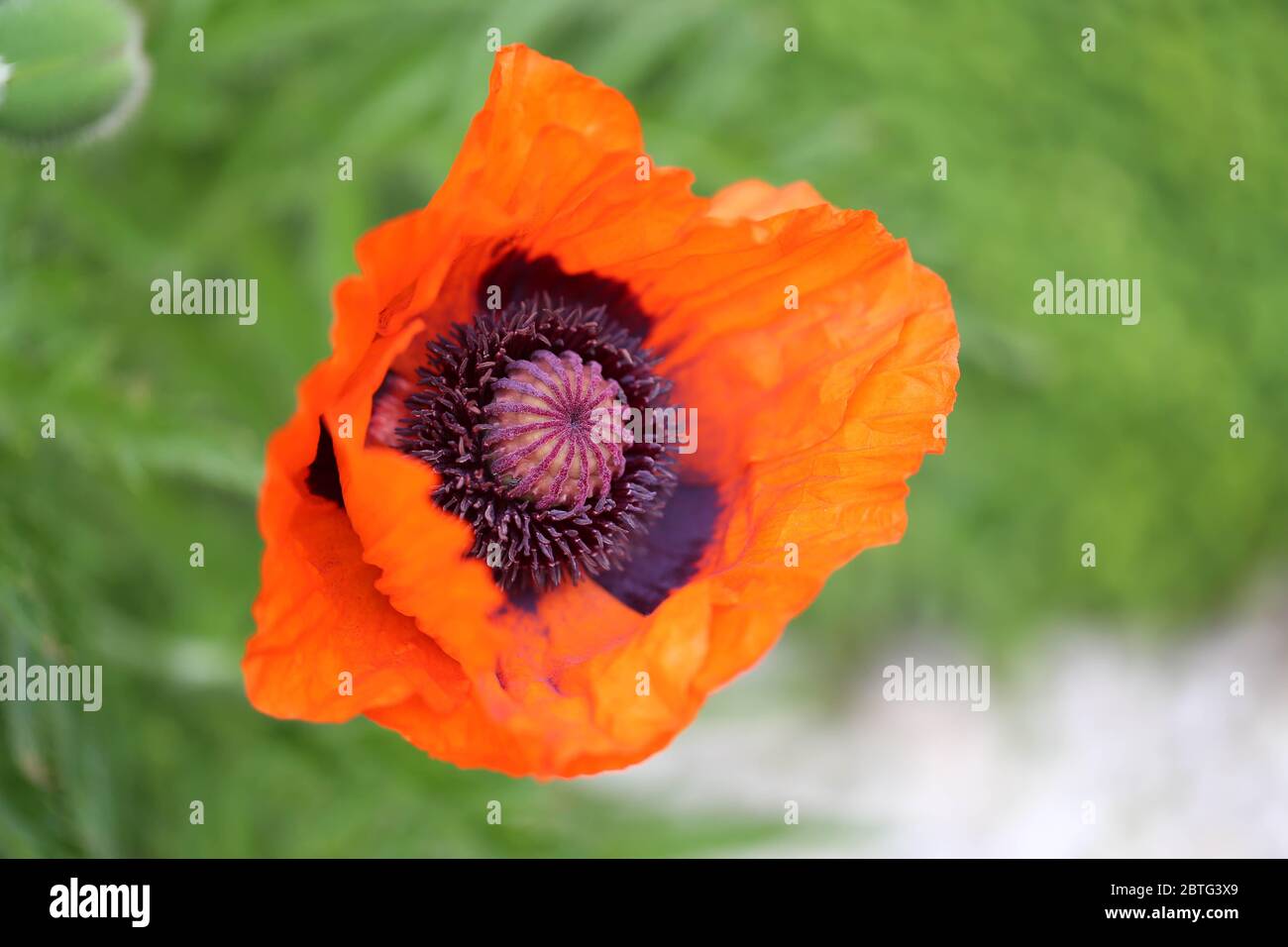 Mohnblume hi-res stock photography and images - Alamy