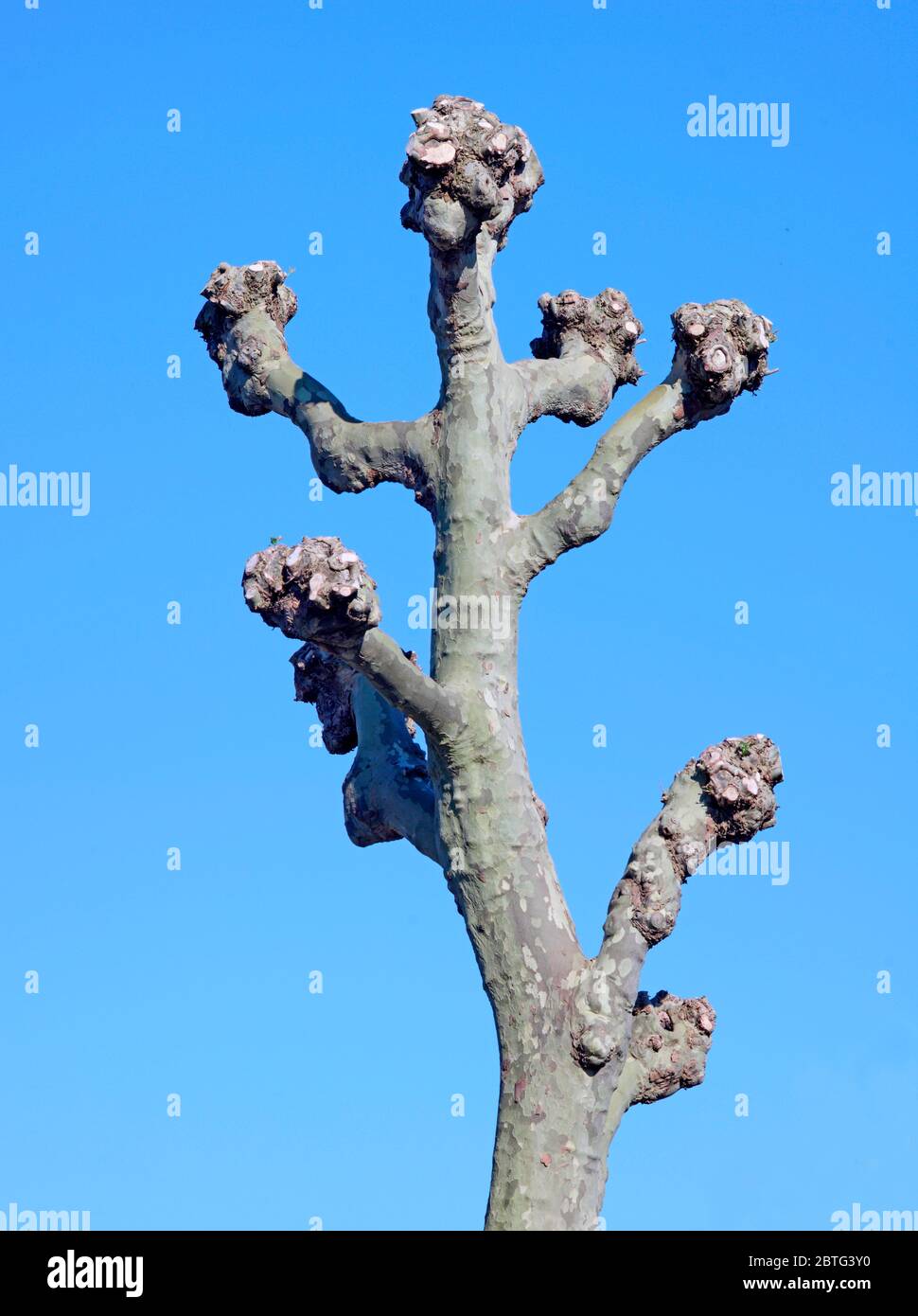 Pollarded plane tree hi-res stock photography and images - Alamy