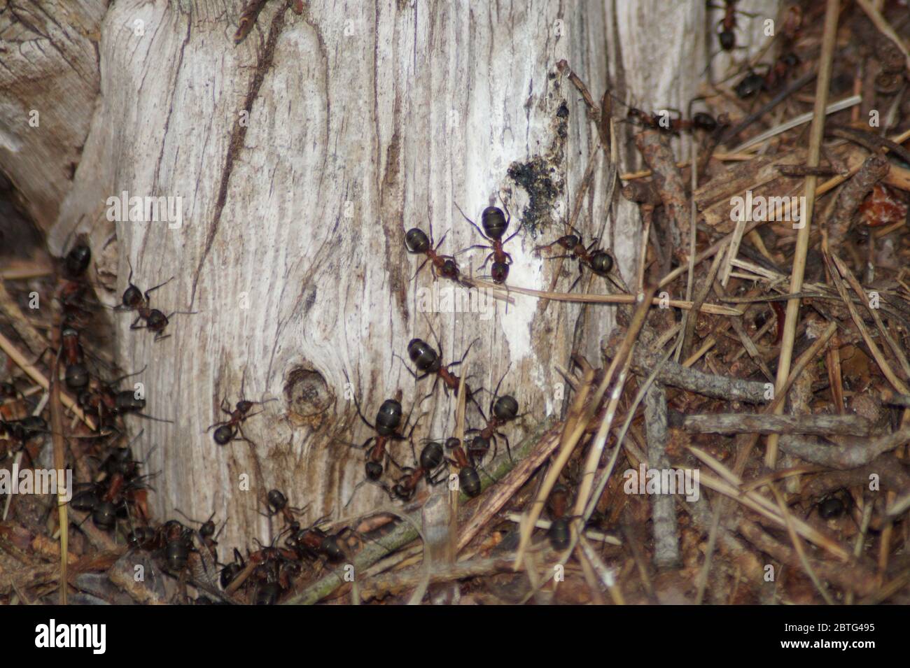 Insekten okosystem hi-res stock photography and images - Alamy
