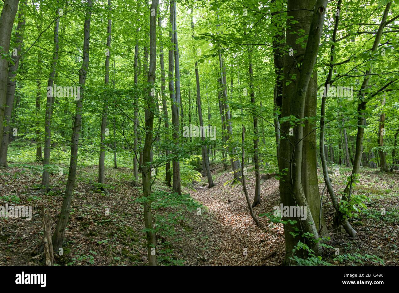 Forest in a suburban recreational and relaxing location in the ...