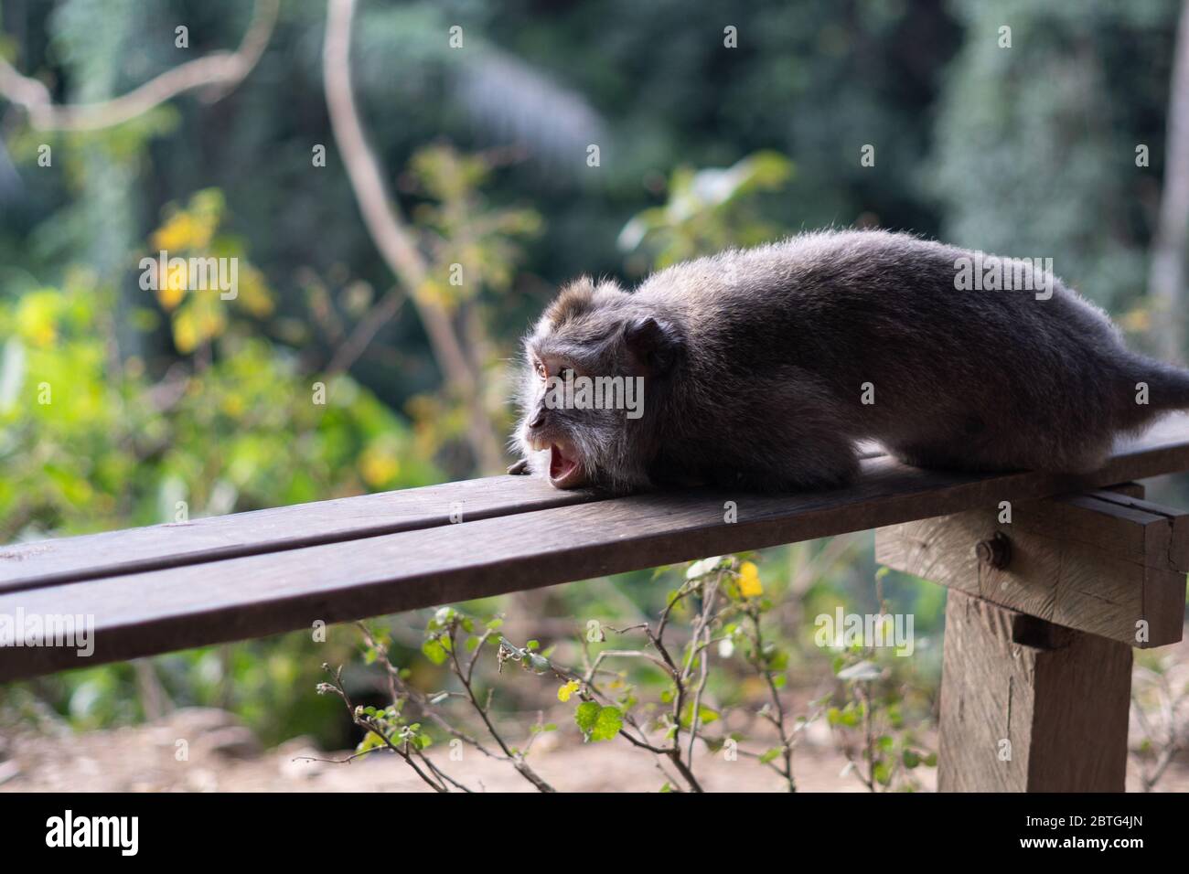 laying yawning monkey taking rest on wood chair at Sacred Monkey Forest ...
