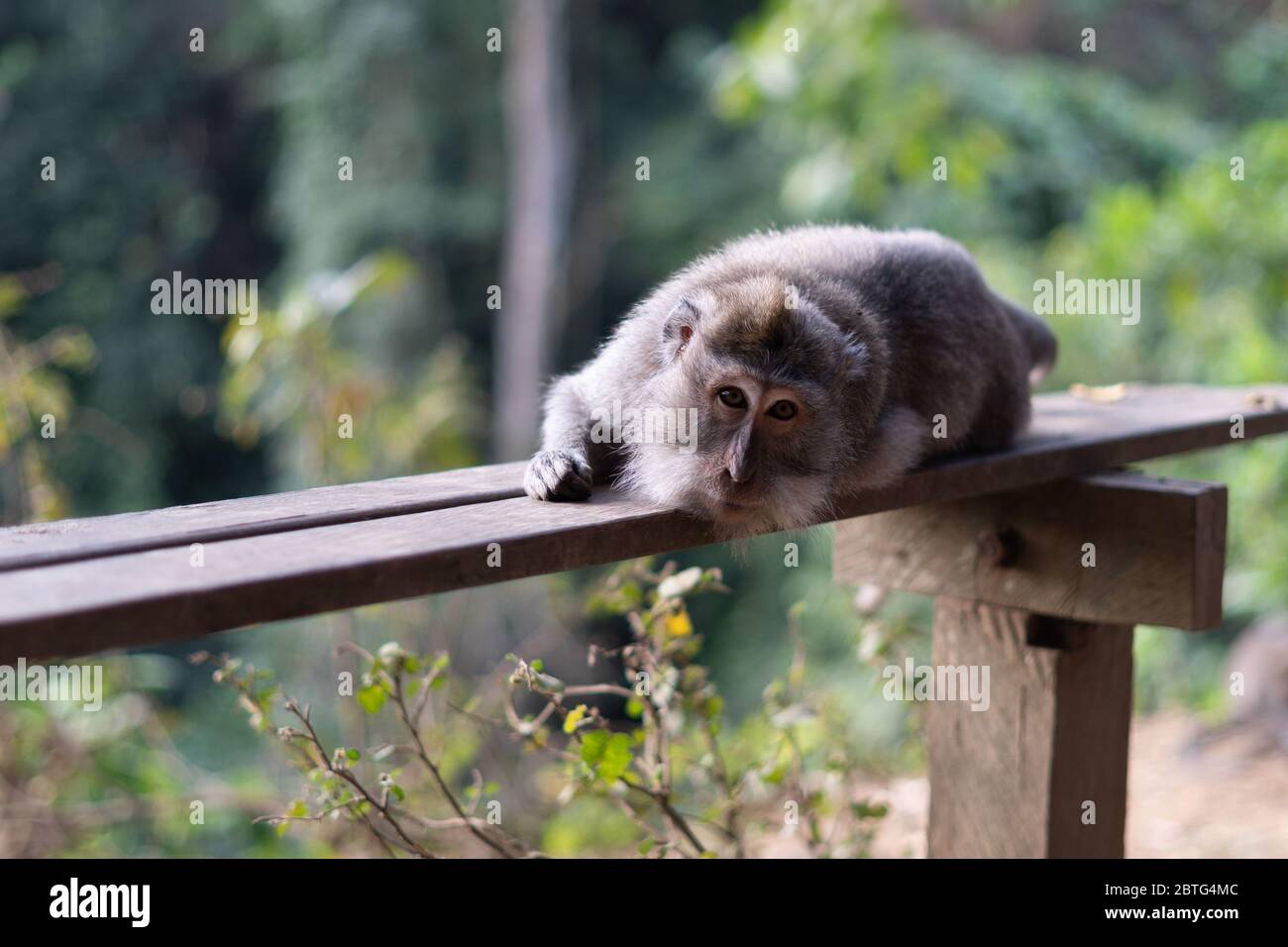 Monkey sitting on chair hi-res stock photography and images - Alamy