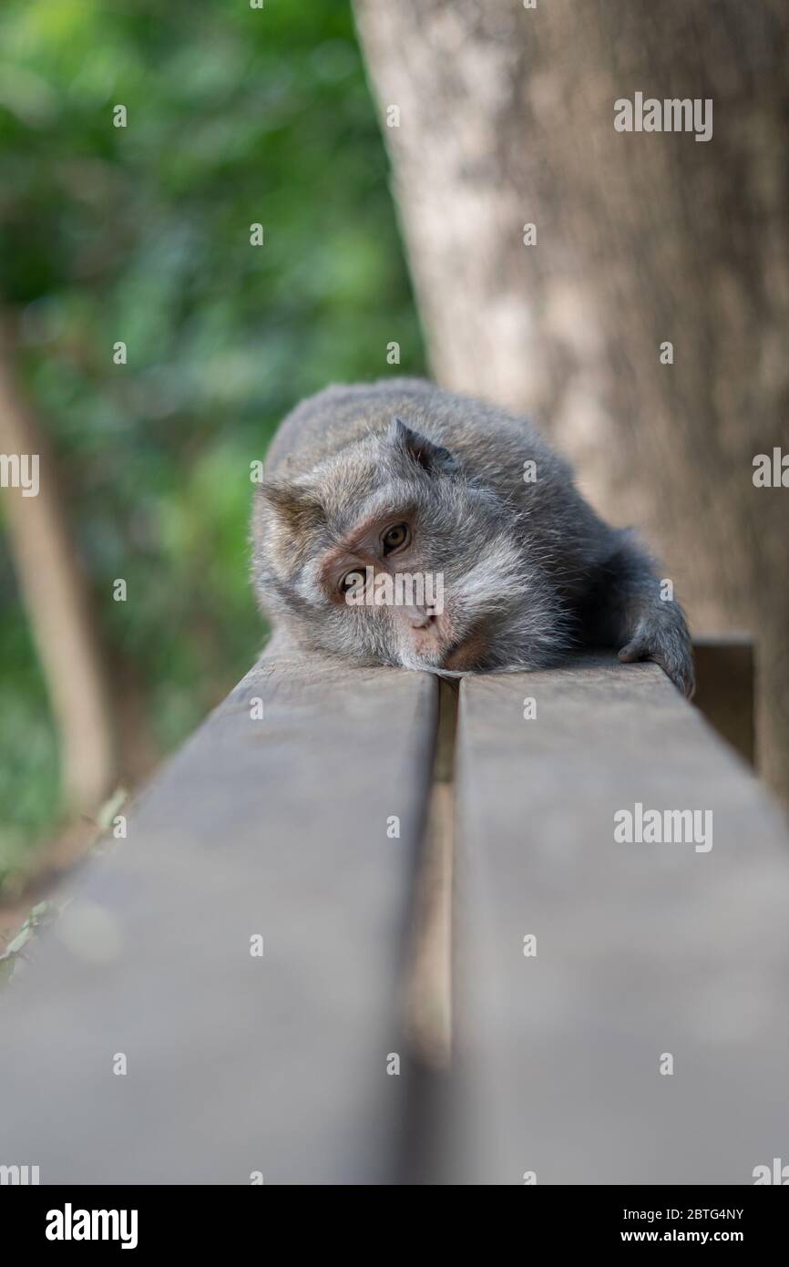 Monkey sitting on chair hi-res stock photography and images - Alamy
