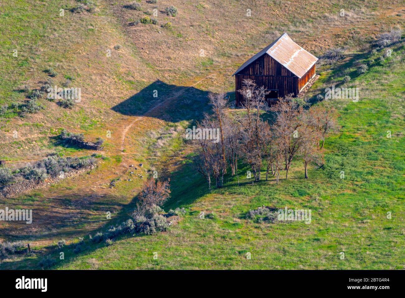 Grove of trees near an old rustic barn Stock Photo - Alamy