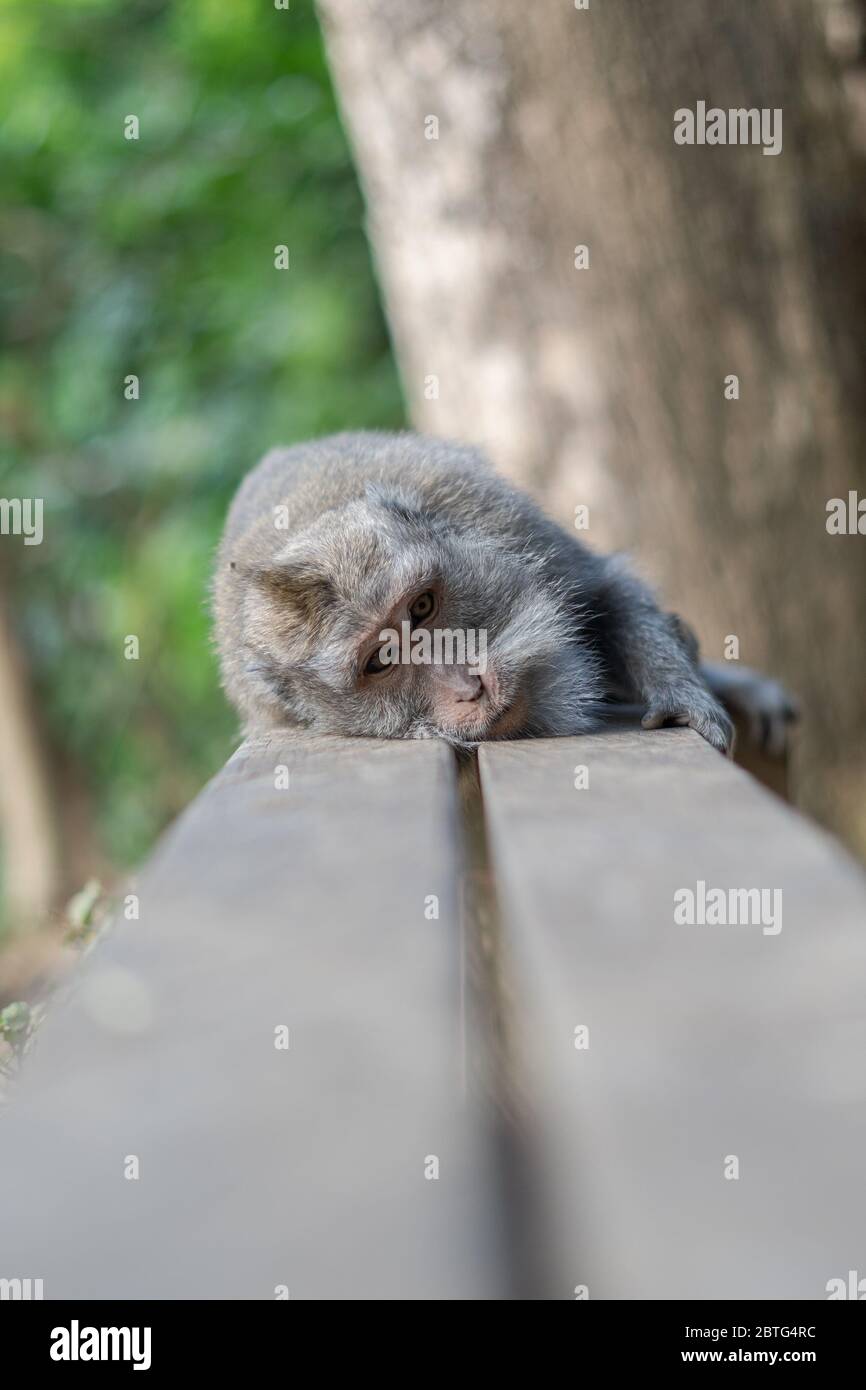 Monkey laying in tree hi-res stock photography and images - Alamy