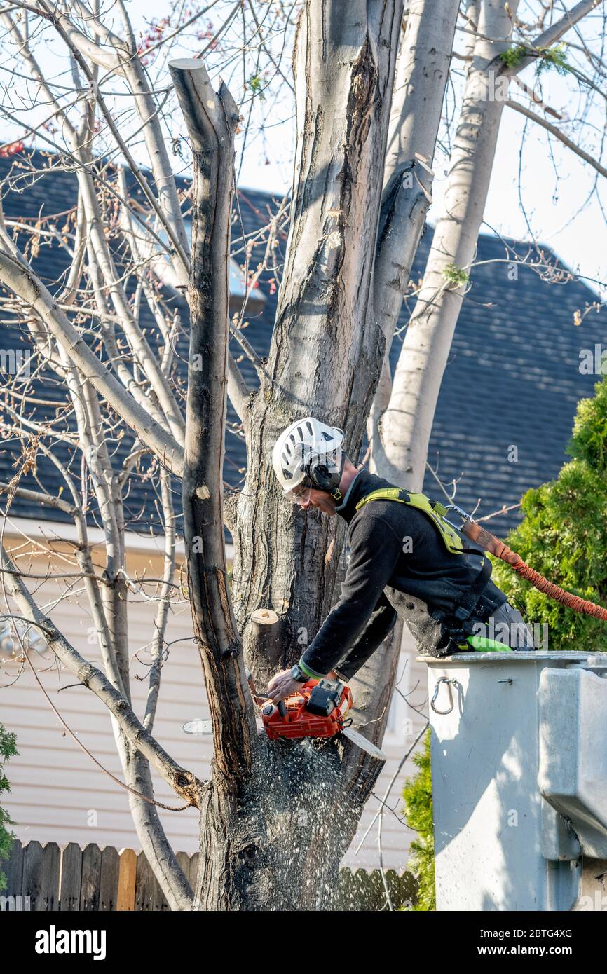 Limb cutter hi-res stock photography and images - Alamy