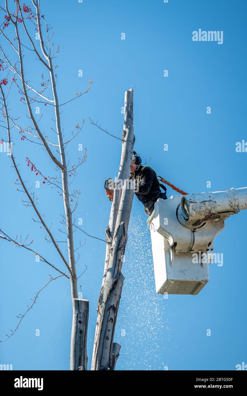 Cherry picker with a man cutting a tree with a saw Stock Photo - Alamy
