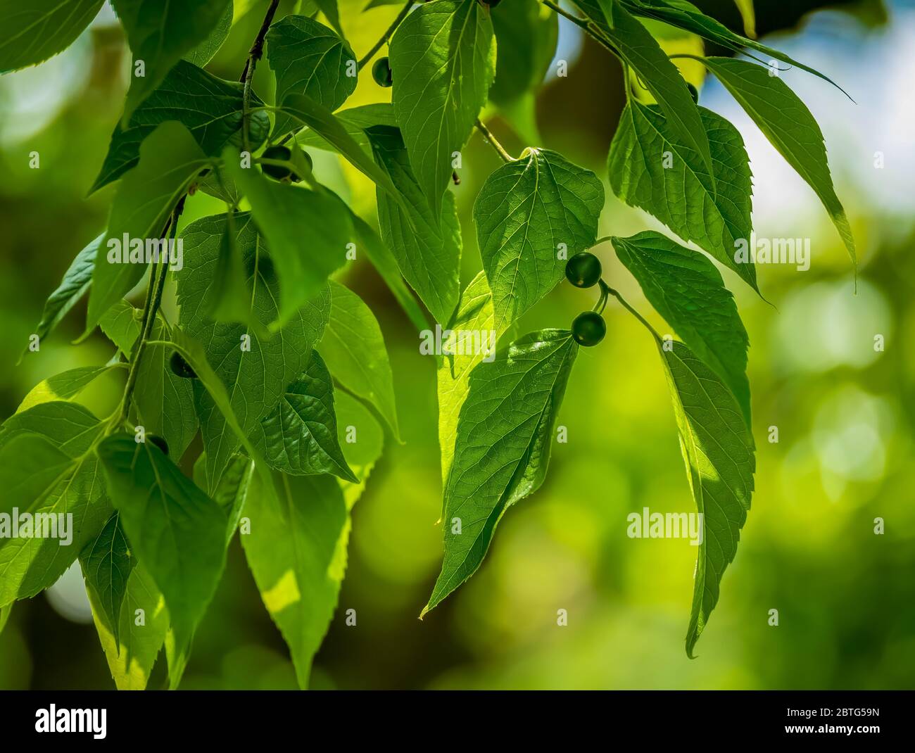 Hanging foliage cut out hi-res stock photography and images - Alamy