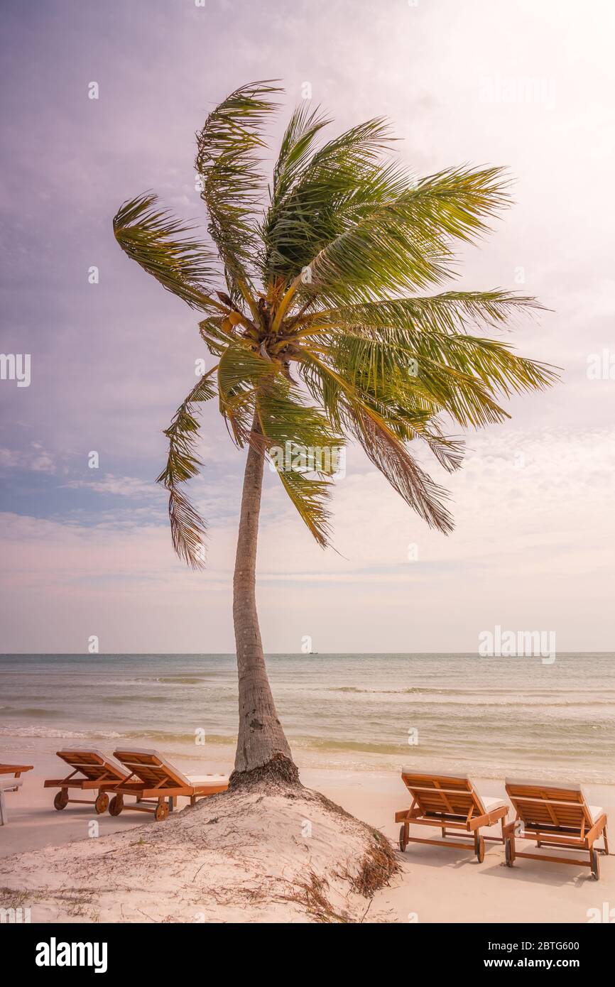 Beautiful beach with one palm, beach plank beds, slightly cloudy and ...