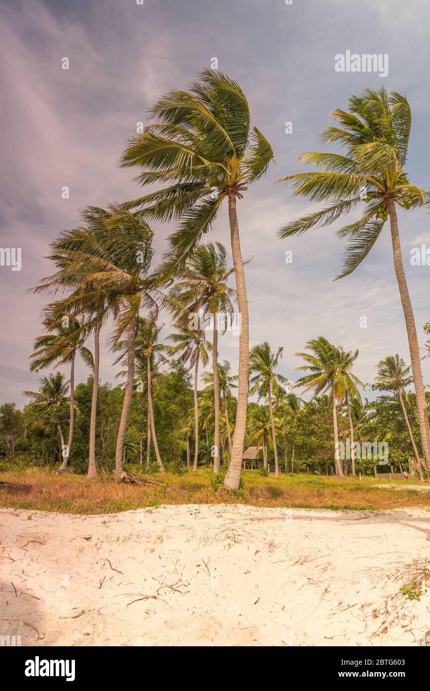 Beautiful forest with palms, slightly cloudy and windy evening at Phu ...