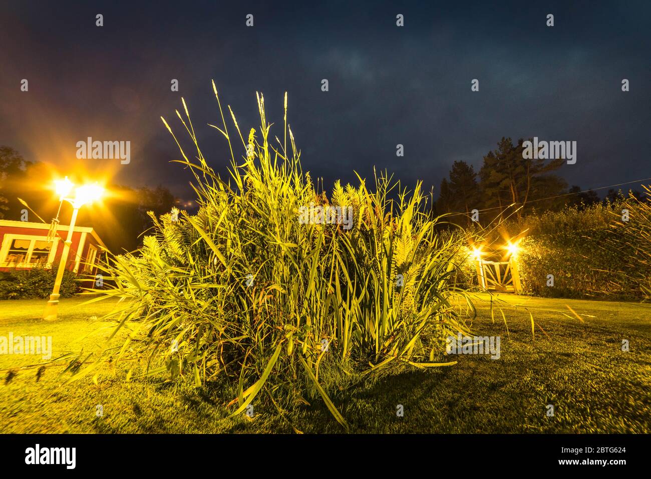 wild meadow-grass at flower bed at night garden illuminated by lights ...