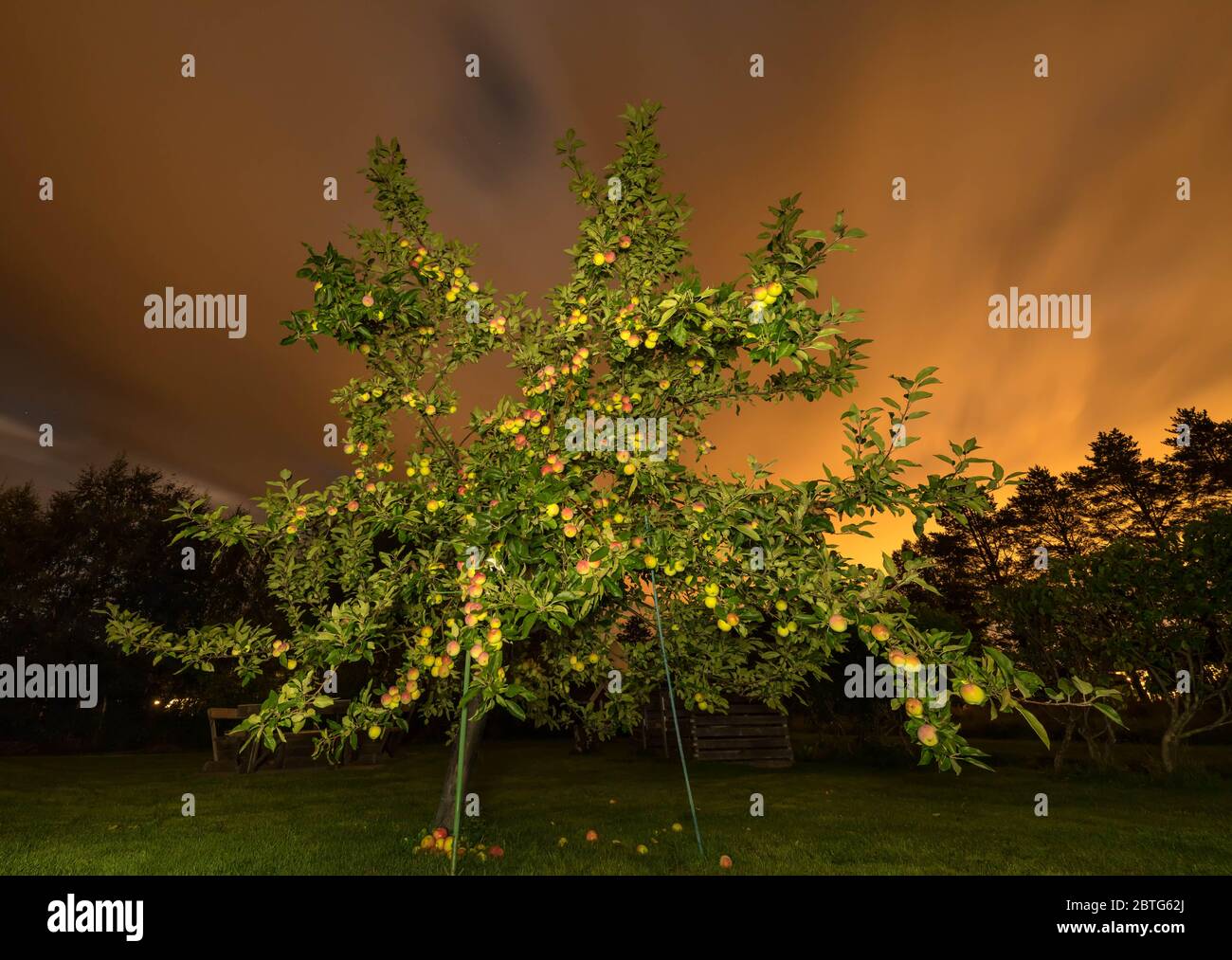 Artistic apple tree hi-res stock photography and images - Alamy