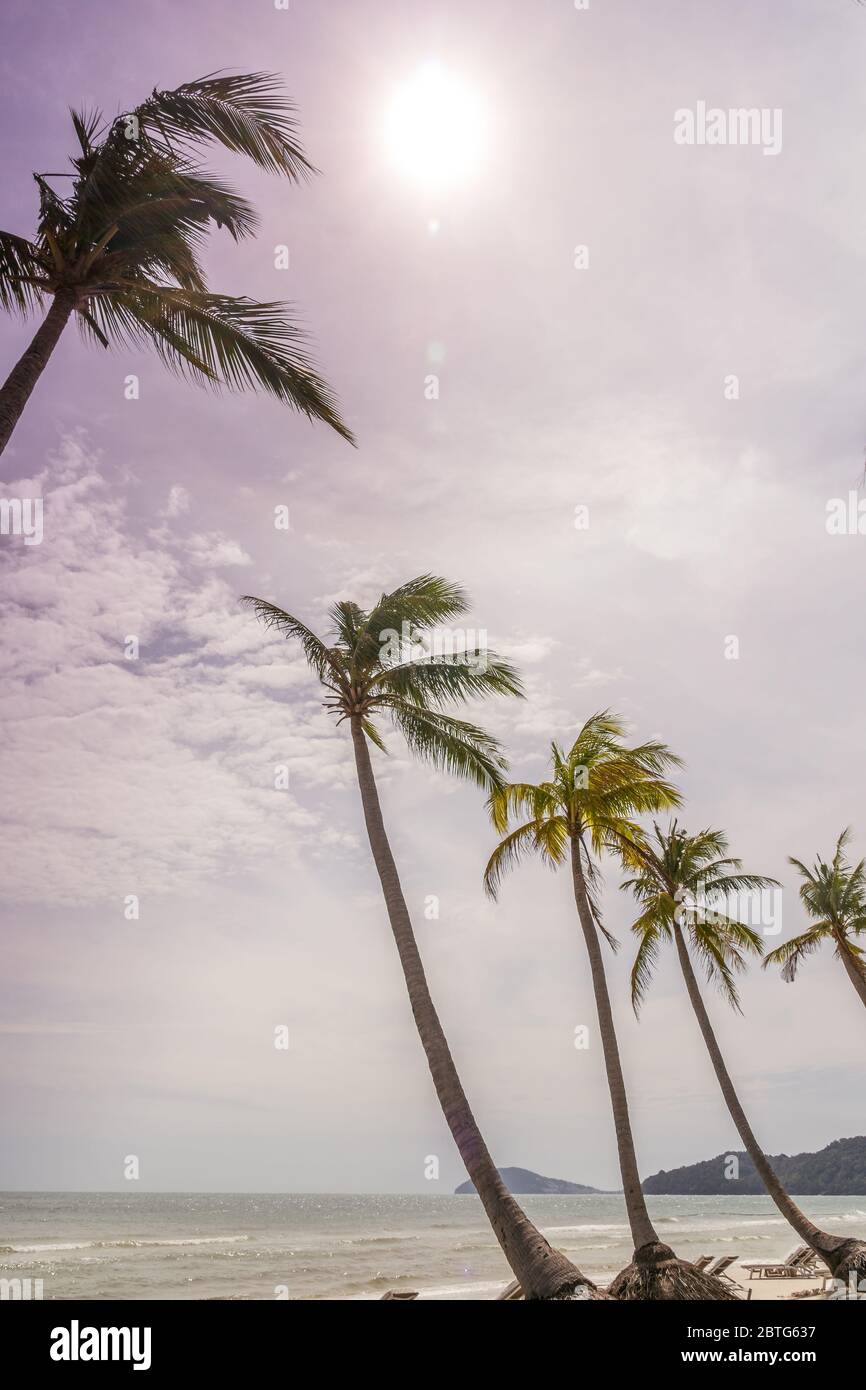 Five palms at beautiful beach, slightly cloudy and windy evening at Phu ...