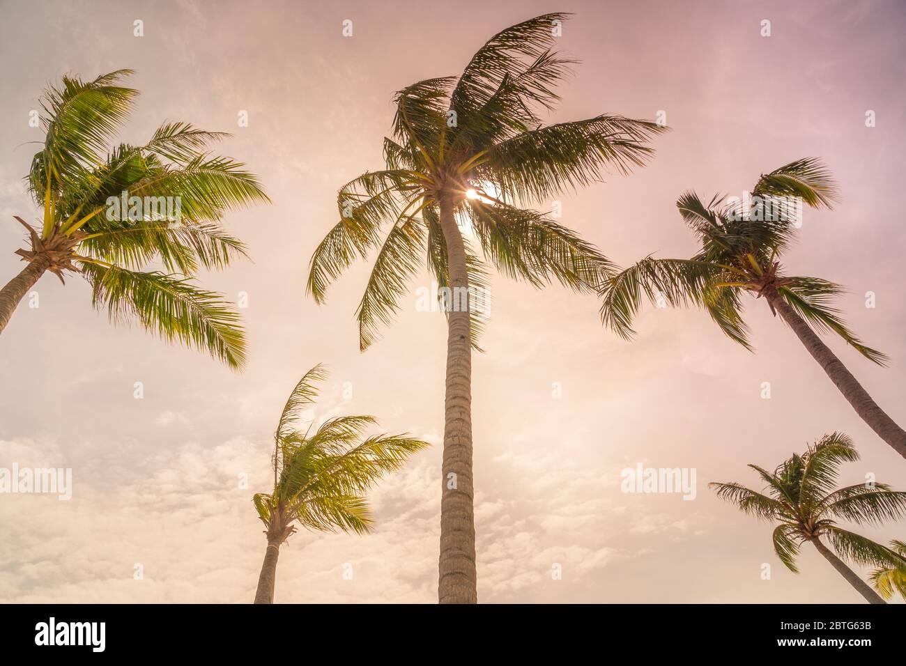 Five palm tops at beautiful beach, slightly cloudy and windy evening at ...