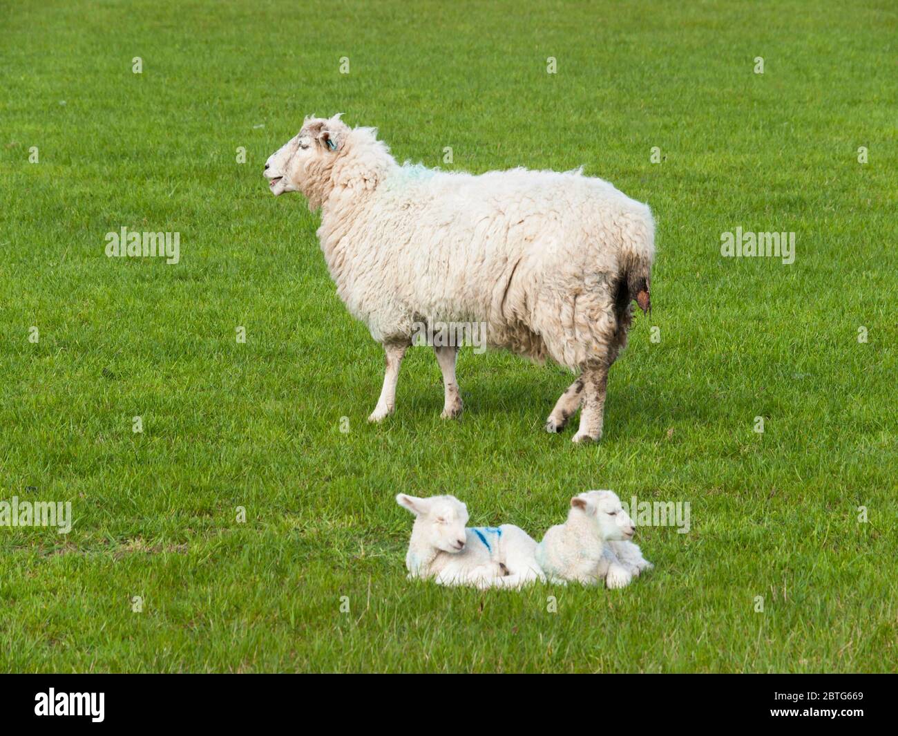 Two baby lambs lie on green meadow with mother sheep Stock Photo - Alamy
