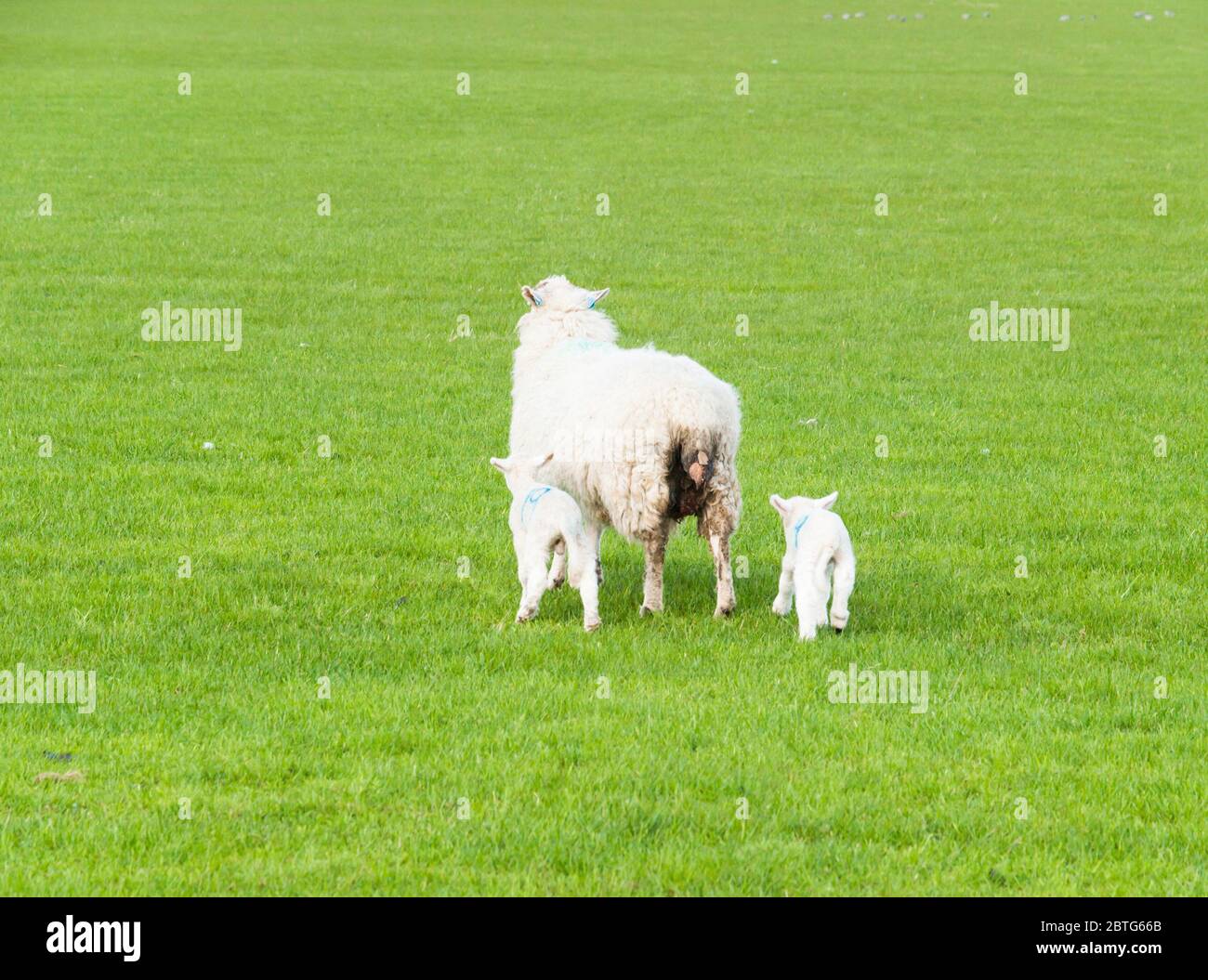 Two little lamb with mother sheep leave the pasture Stock Photo - Alamy