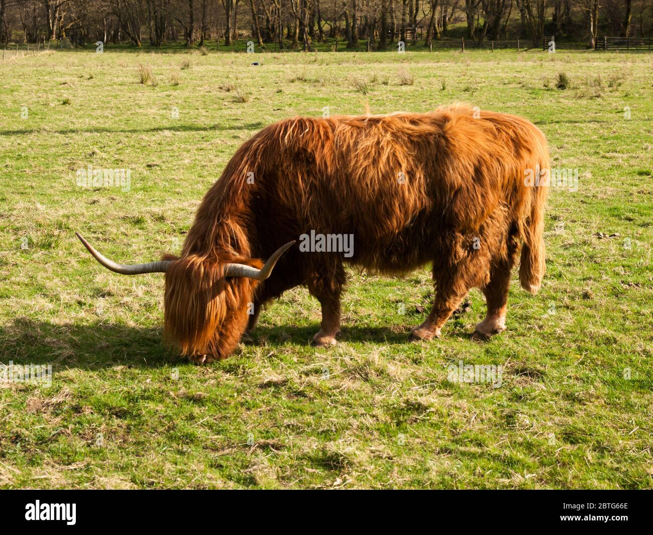 Scottish cattle breed hi-res stock photography and images - Alamy