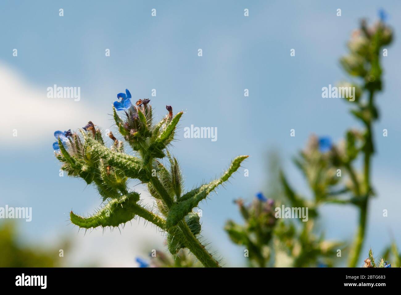 wild flowers in nature Stock Photo - Alamy