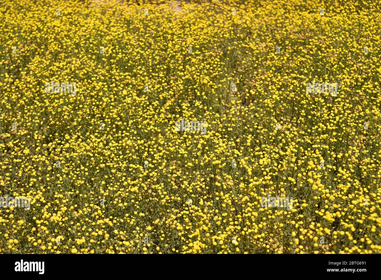 Globe chamomile invasive plant hi-res stock photography and images - Alamy