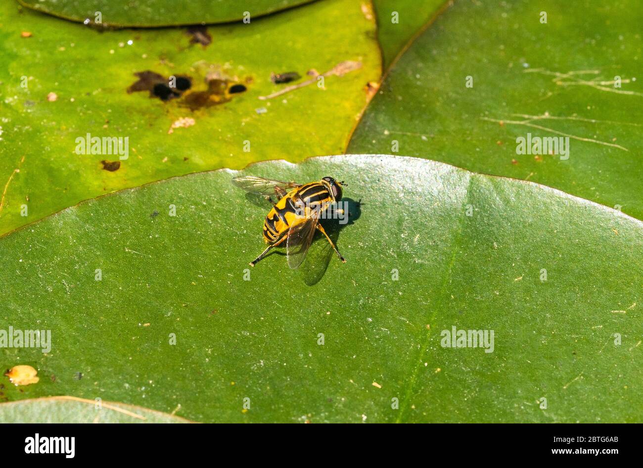 Syrphid fly hi-res stock photography and images - Alamy