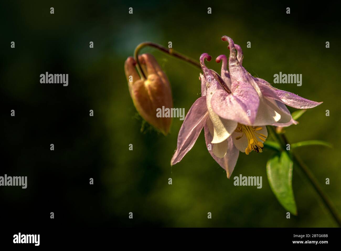 Columbine closeup hi-res stock photography and images - Alamy