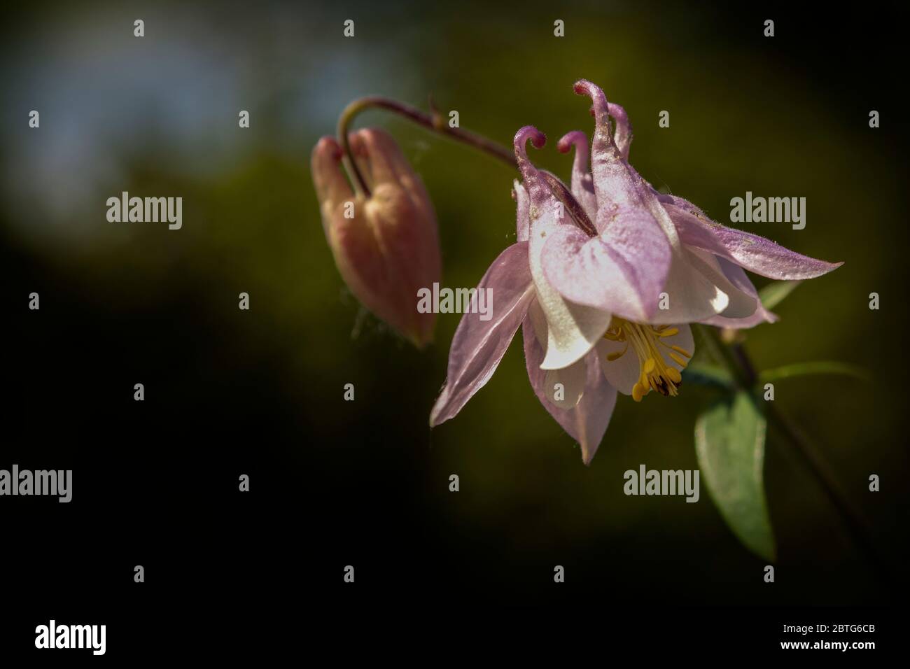 isolated columbine outdoor Stock Photo - Alamy