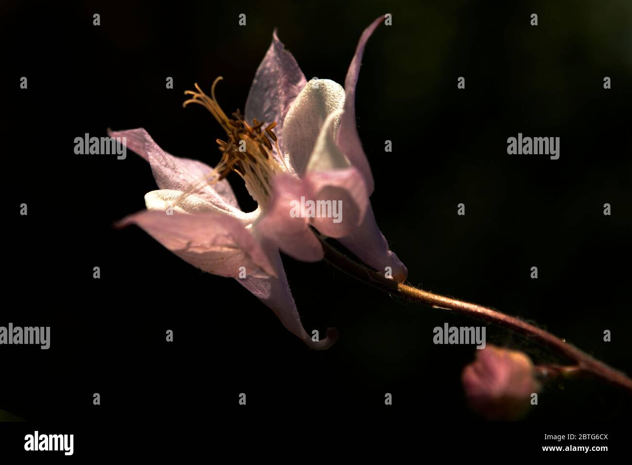 isolated columbine outdoor Stock Photo - Alamy