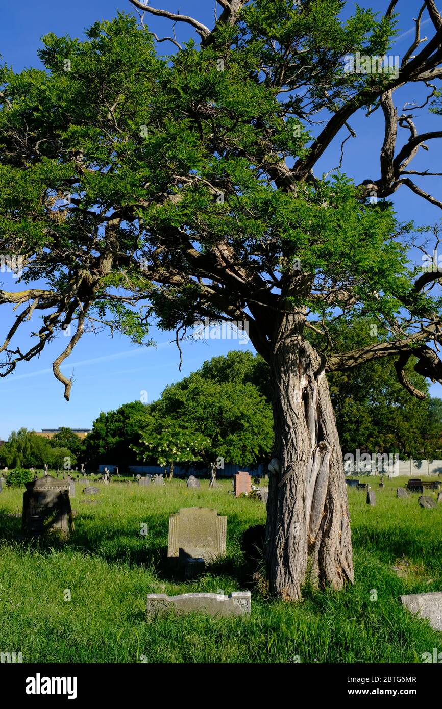 Streatham cemetery hi-res stock photography and images - Alamy