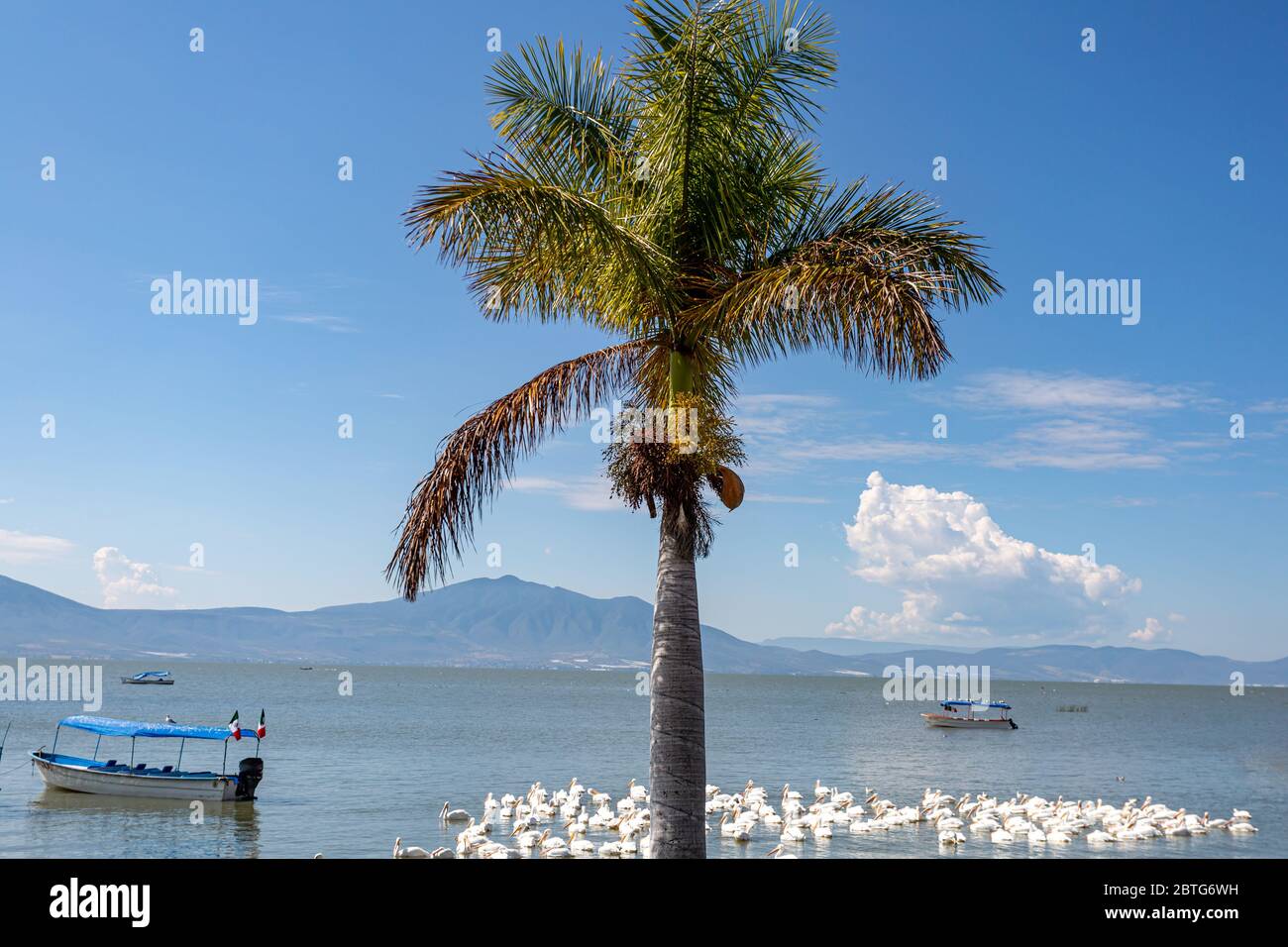 Chapala Lake with a palm tree, white pelicans, motorboats and mountains ...