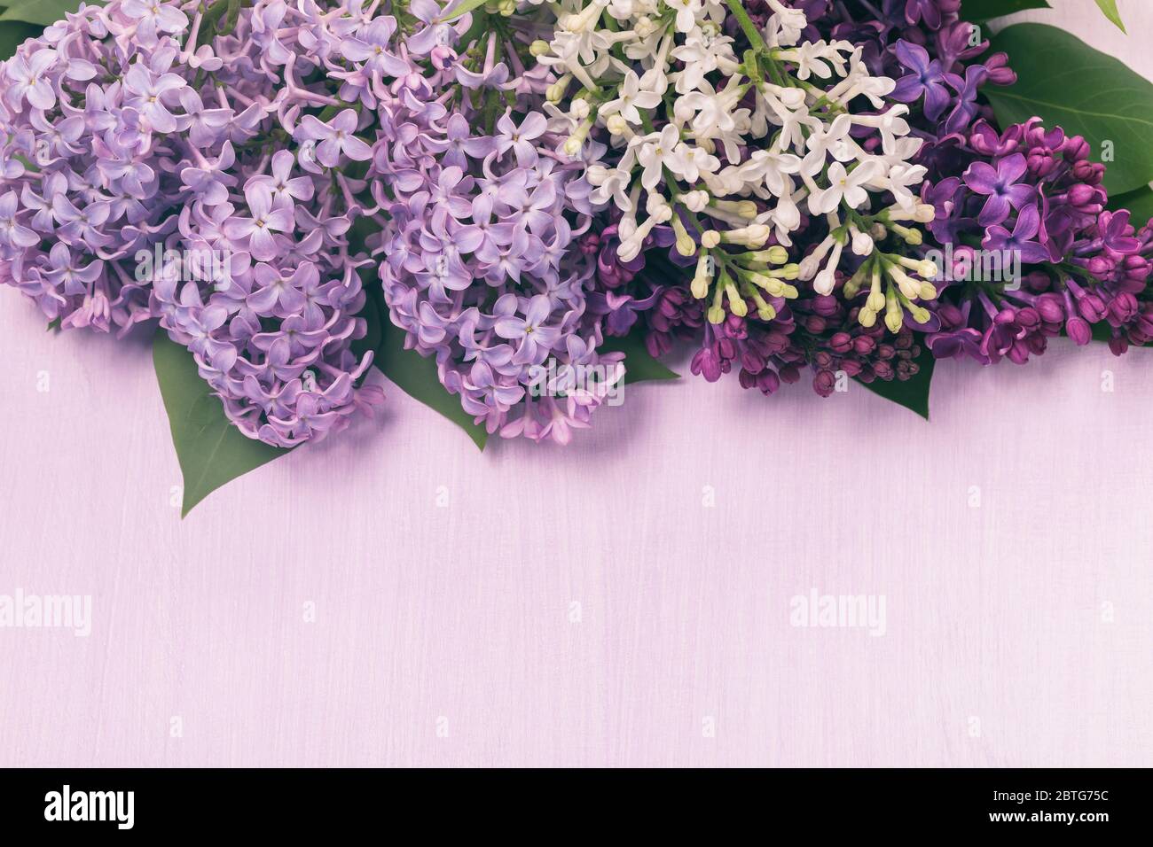 Different varieties of lilacs on the table with copy space, top view ...