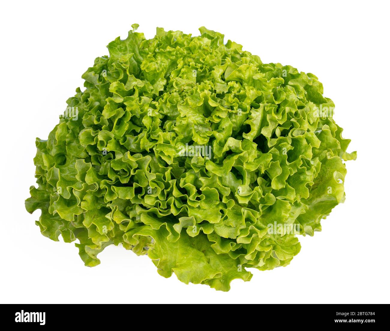 Fresh batavia salad on a white background Stock Photo - Alamy