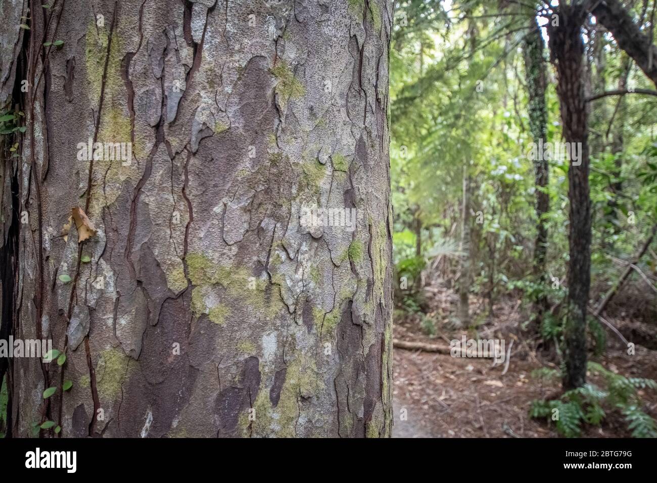 Kauri bark hi-res stock photography and images - Alamy