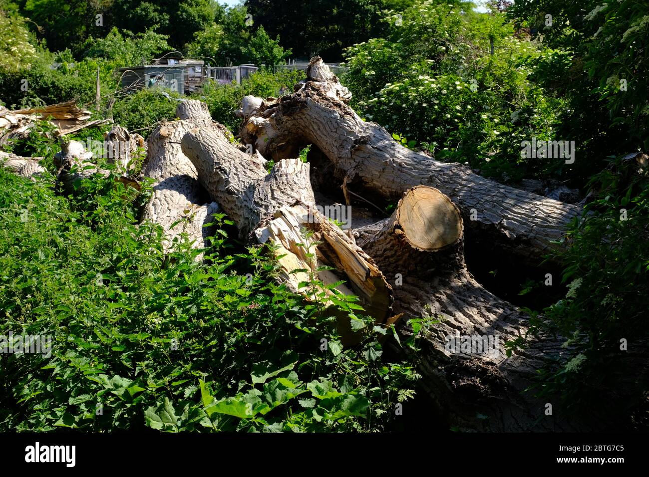 River Wandle Trail Stock Photo - Alamy