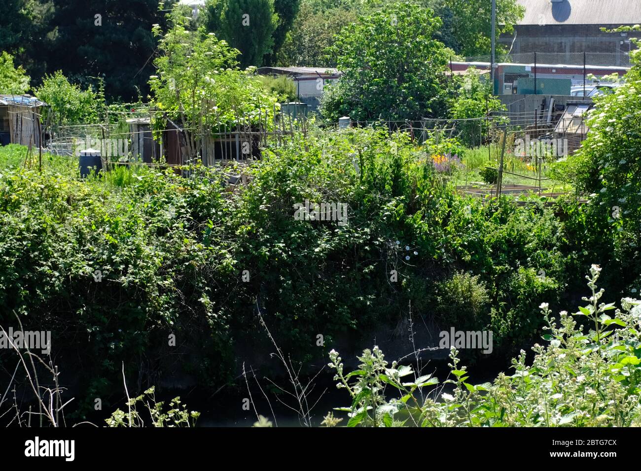 Garratt Park Allotments River Wandle Trail Stock Photo - Alamy